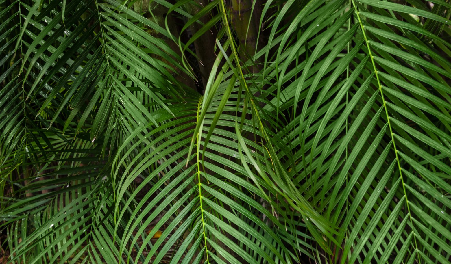 Palm Leave In A Tropical Forest StockFreedom Premium Stock Photography